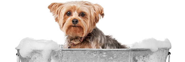 Happy Tails Pet Grooming | Vernonia, Or [ Book now ]