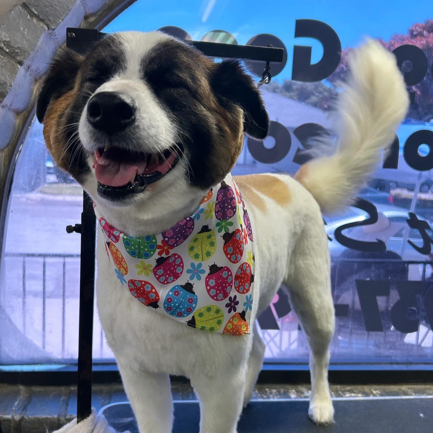 Dog-Gone Gorgeous Pet Salon | Orcutt [ Book now ]