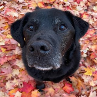 SRS | Milton [ Book now ]