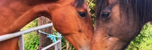 Long Lane Equestrian | Kegworth [ Book now ]